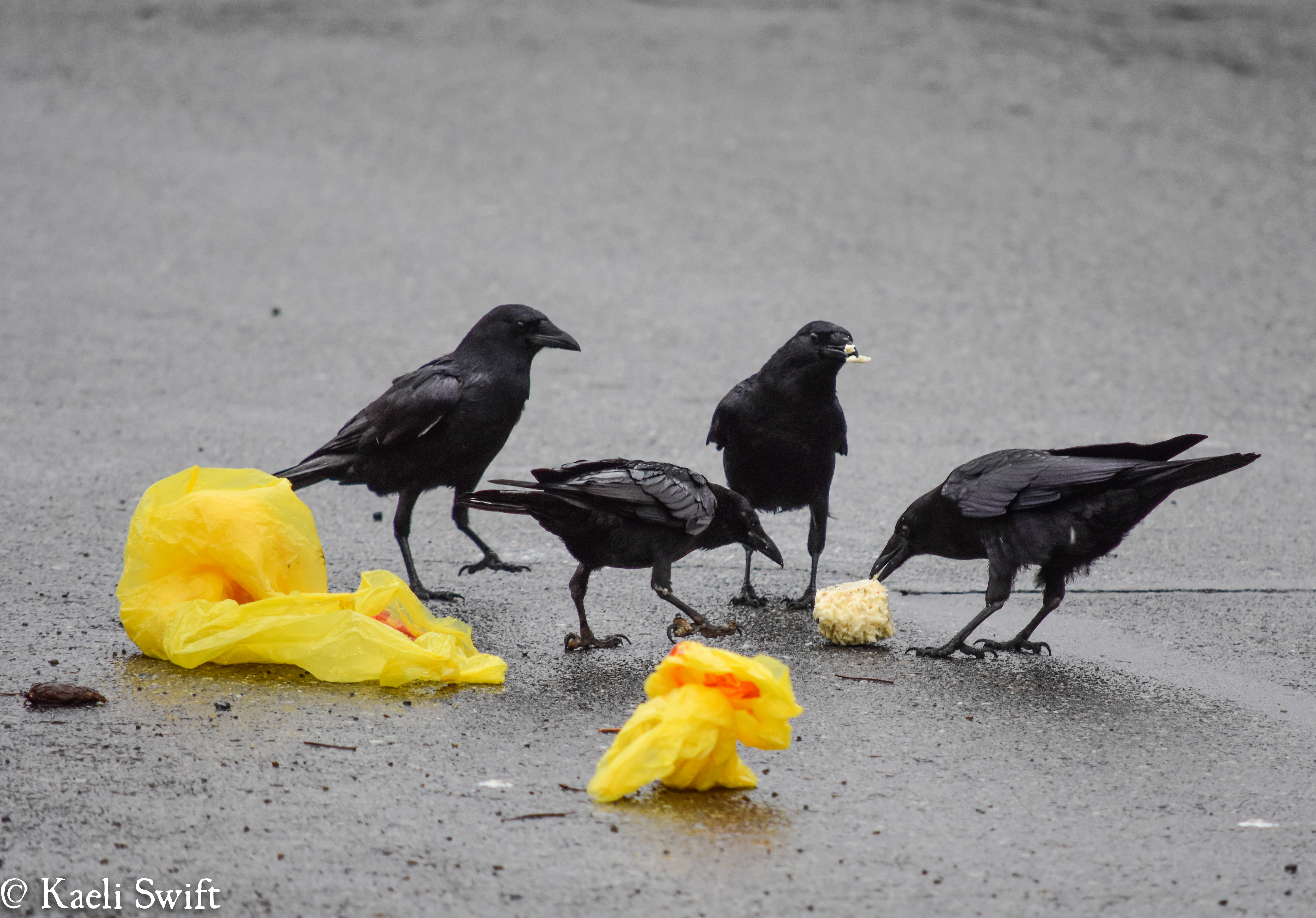Expert Comment – City birds likely to carry antimicrobial resistant ...