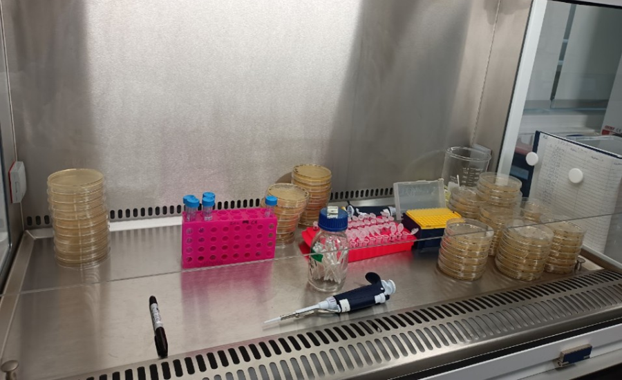 How I mastered my Masters: Ash's year studying MSc Medical Microbiology ...