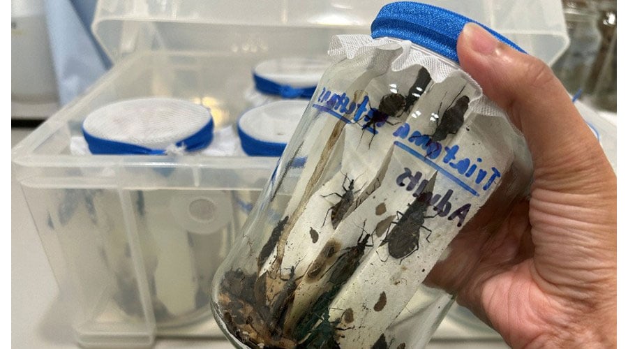 Public Health Entomology Group | LSHTM
