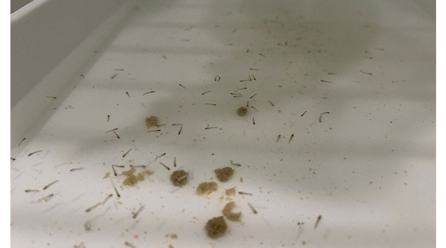 Public Health Entomology Group | LSHTM