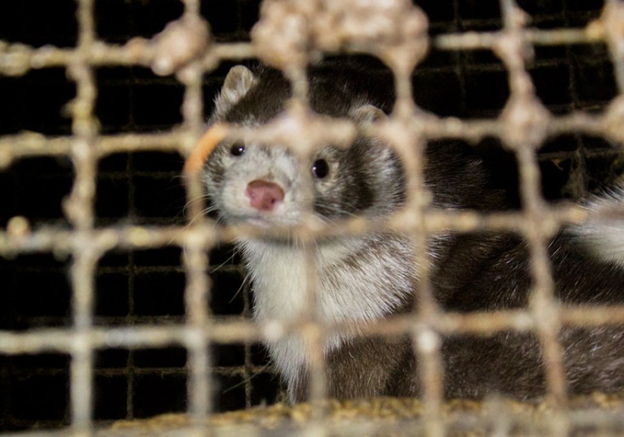 Bird flu in mammals – what you need to know | LSHTM